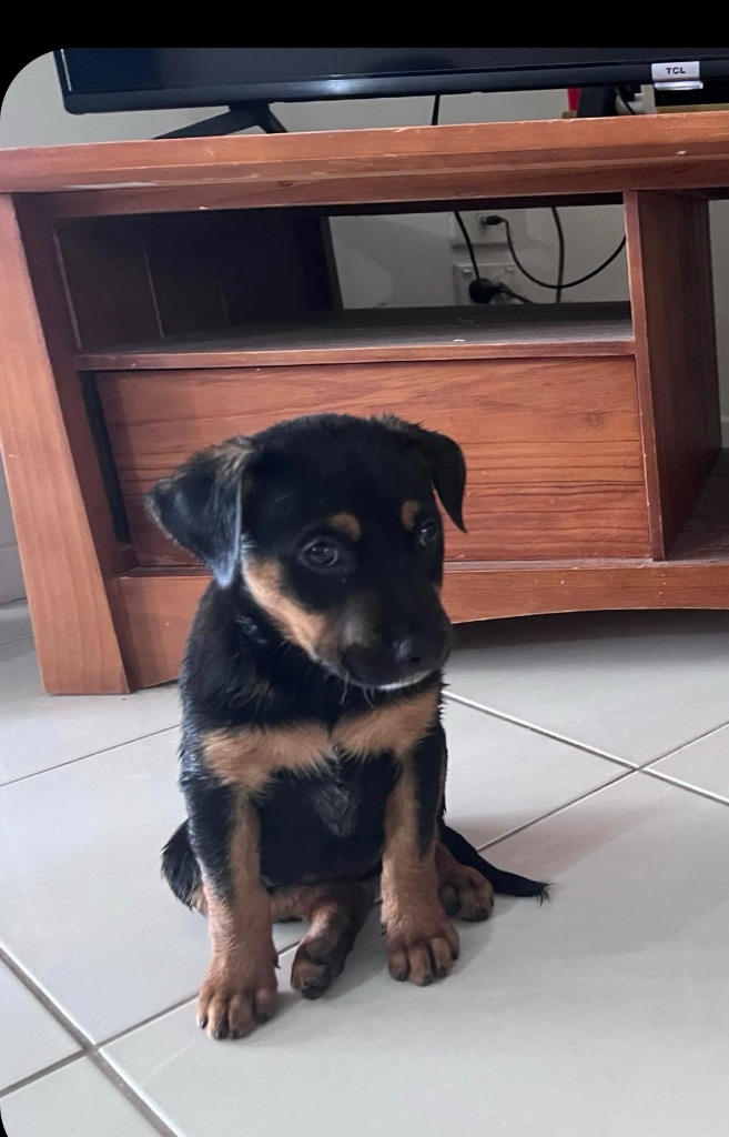 Mocha - Medium Female Australian Cattle Dog x Rottweiler Mix Dog in QLD ...