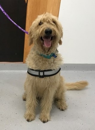 Millie - Large Female Poodle x Mixed Breed Mix Dog in QLD - PetRescue