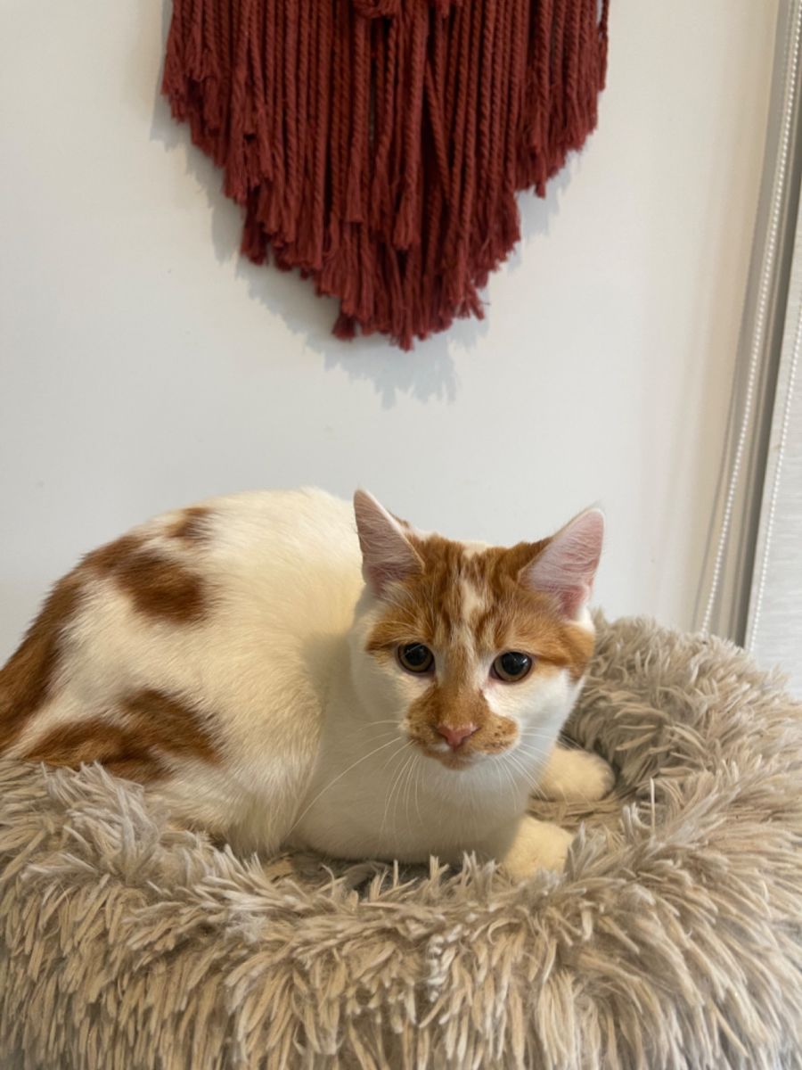 Taylor meet me at Petstock Dandenong store - Male Domestic Short Hair ...