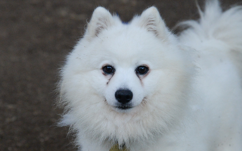 Sheldon - Small Male Japanese Spitz Mix Dog in VIC - PetRescue