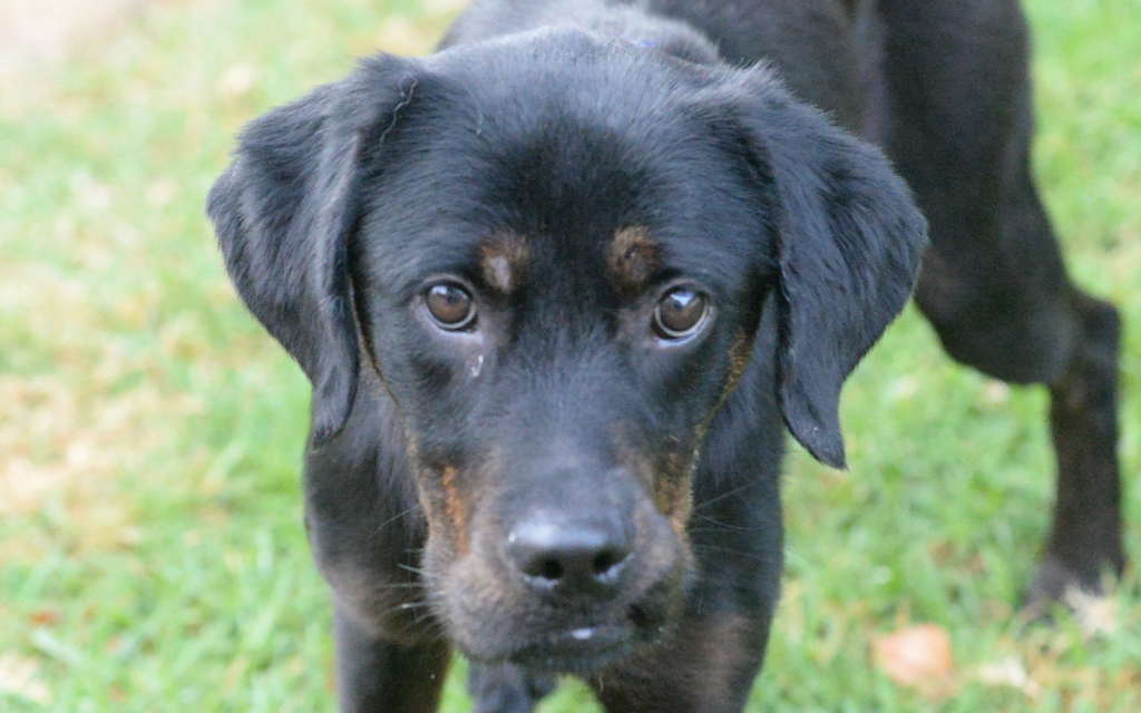 Rueben - Large Male Labrador x Rottweiler Mix Dog in VIC - PetRescue