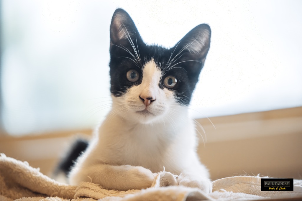 Gunther - Male Domestic Short Hair Mix Cat in VIC - PetRescue