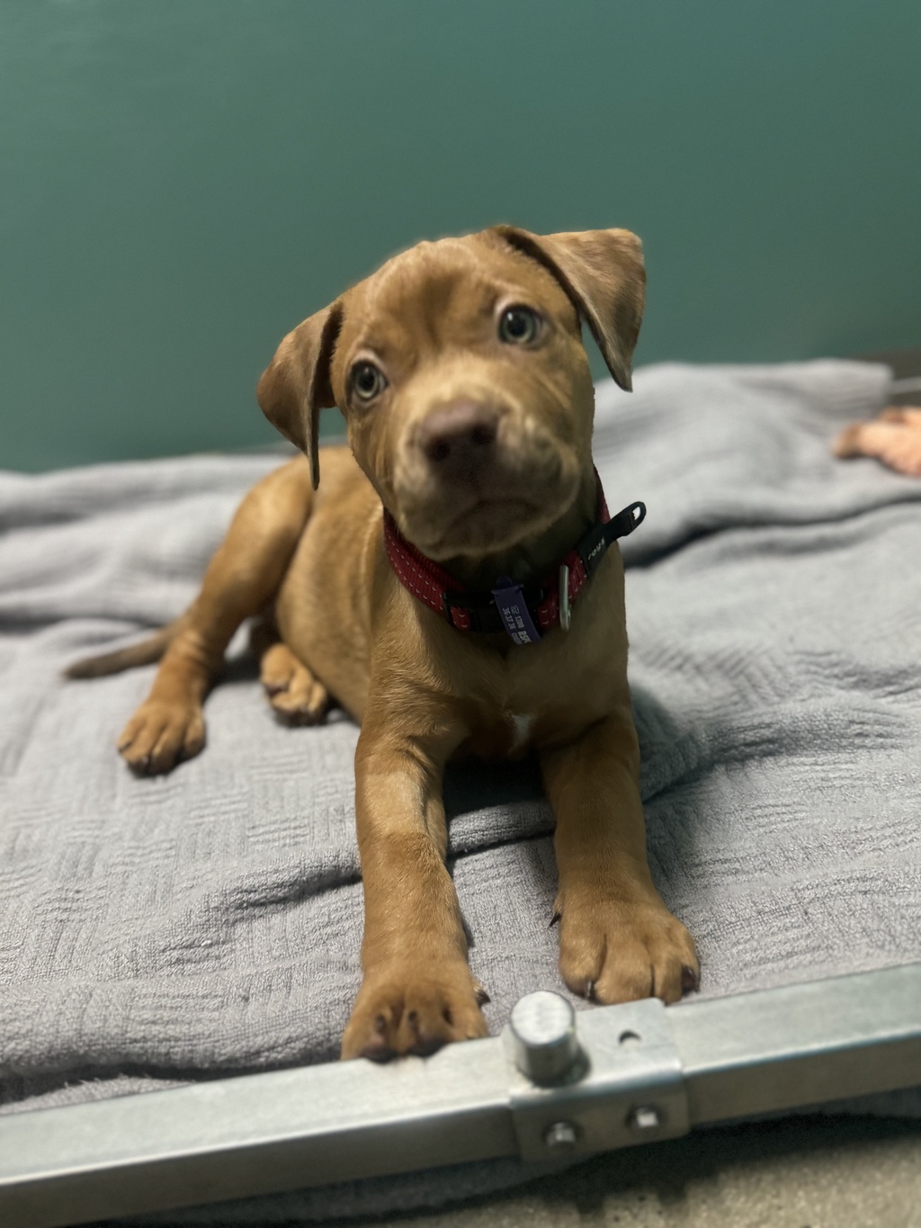 Ares - Small Male American Staffordshire Bull Terrier Mix Dog in QLD ...