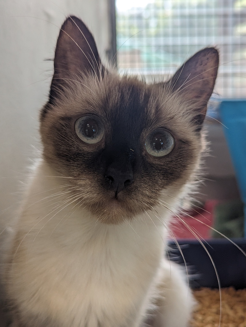 Malta - Female Layanese Mix Cat in QLD - PetRescue
