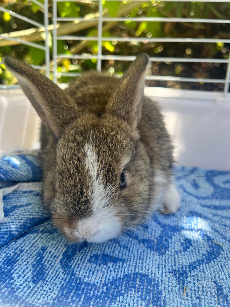 Molly - Female Lop Eared Rabbit in WA - PetRescue