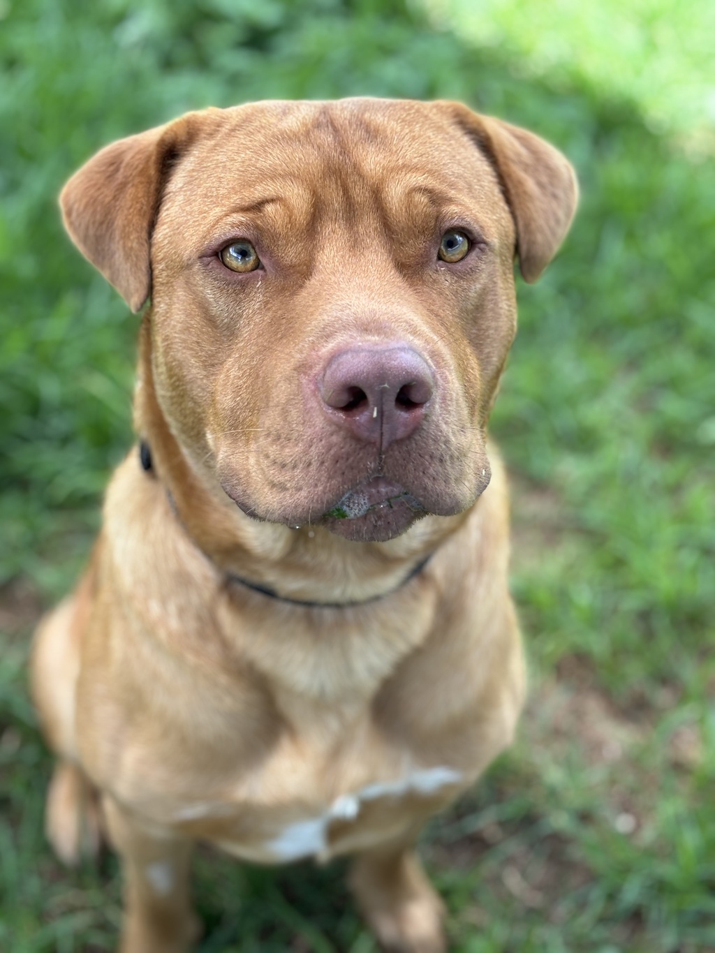 Rusty - Large Male American Staffordshire Bull Terrier Mix Dog in QLD ...