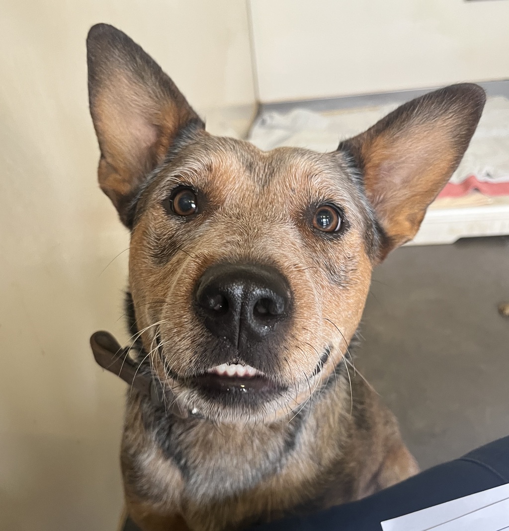 Sheila - Small Female Heeler Dog in VIC - PetRescue