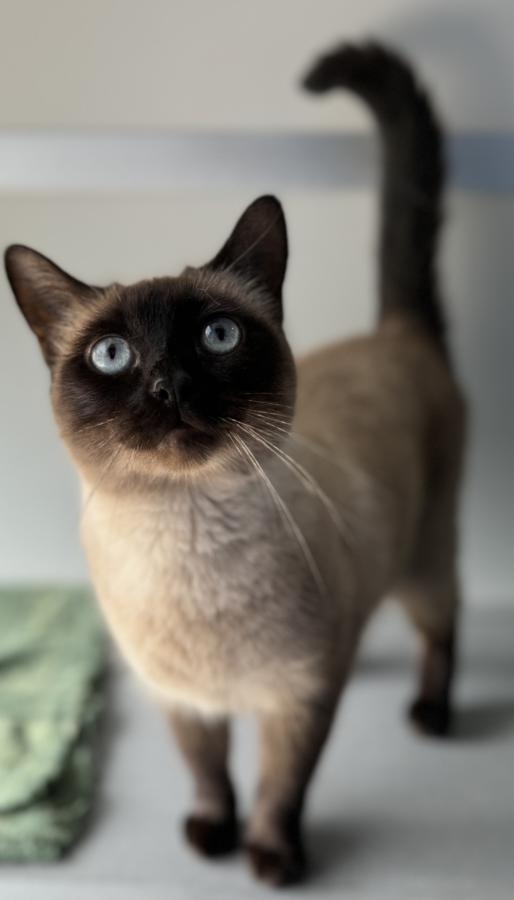 Bella - Female Burmese Mix Cat in QLD - PetRescue