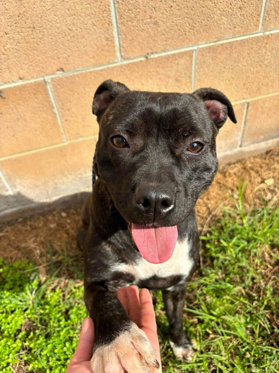 Clover - Small Female Staffy Dog in NSW - PetRescue