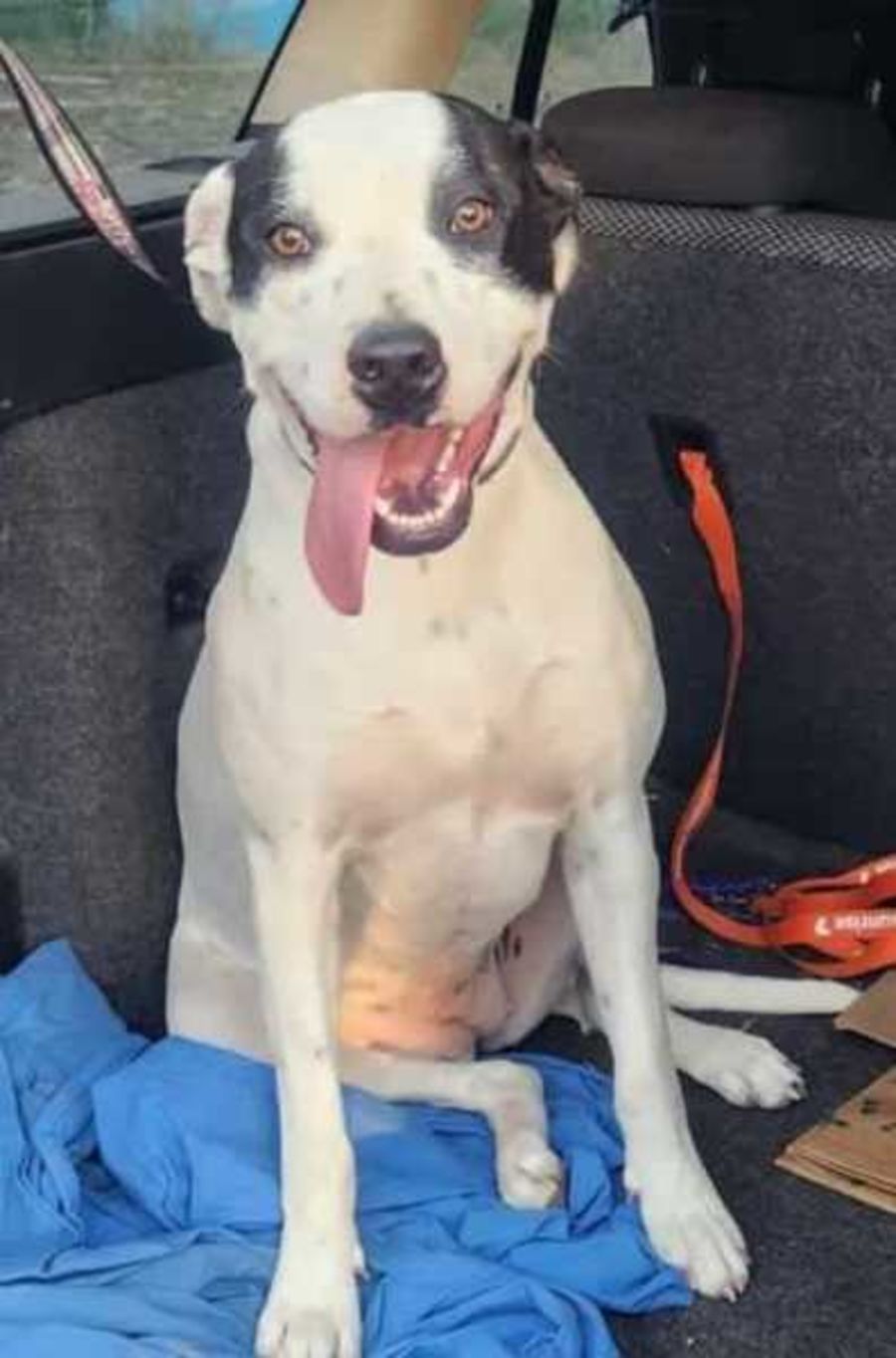 Jetta - Medium Female Bull Arab Mix Dog in QLD - PetRescue