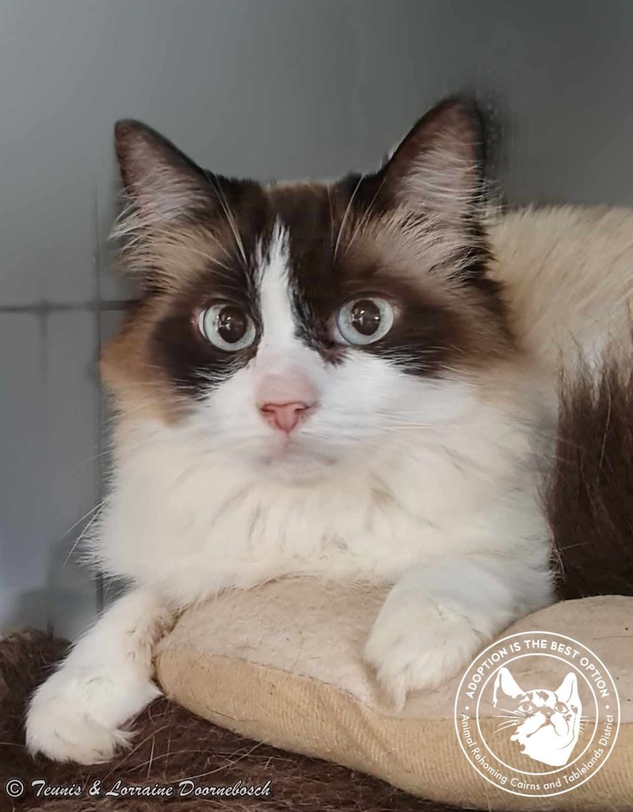 Fiesty - Female Ragdoll Mix Cat in QLD - PetRescue