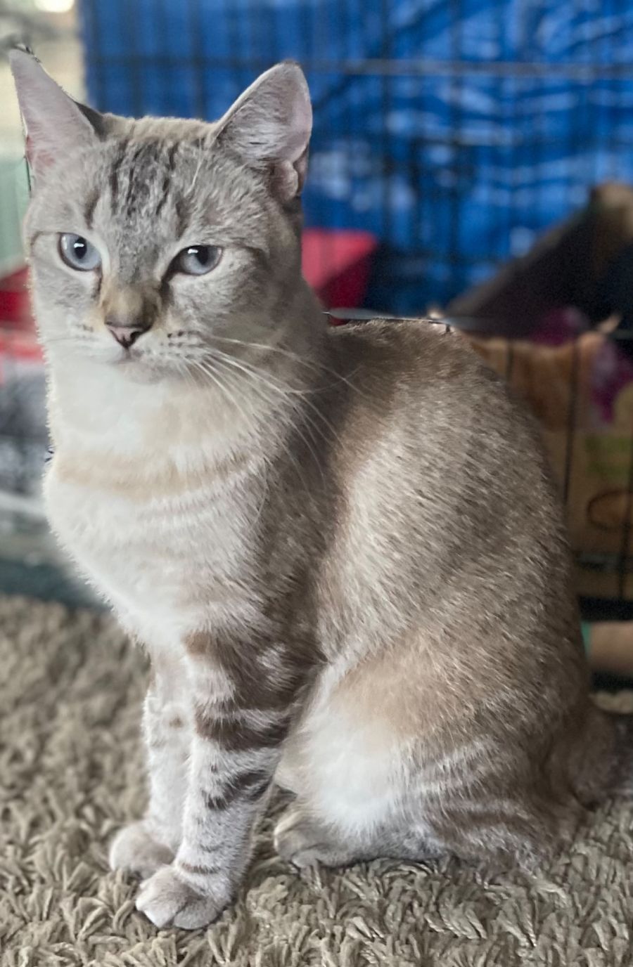 Marni - Female Burmese Mix Cat in VIC - PetRescue