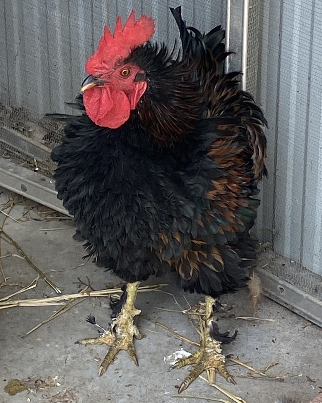 Rocket - Male Rooster Frizzle Mix Fowl in QLD - PetRescue