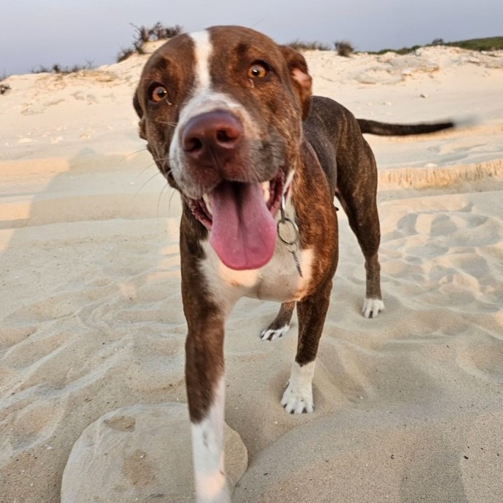 Mocha - Medium Female Mixed Breed x Mixed breed Dog in WA - PetRescue