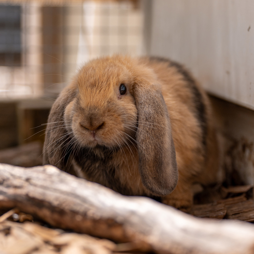 Poker - Male Lop Eared Mix Rabbit in NSW - PetRescue