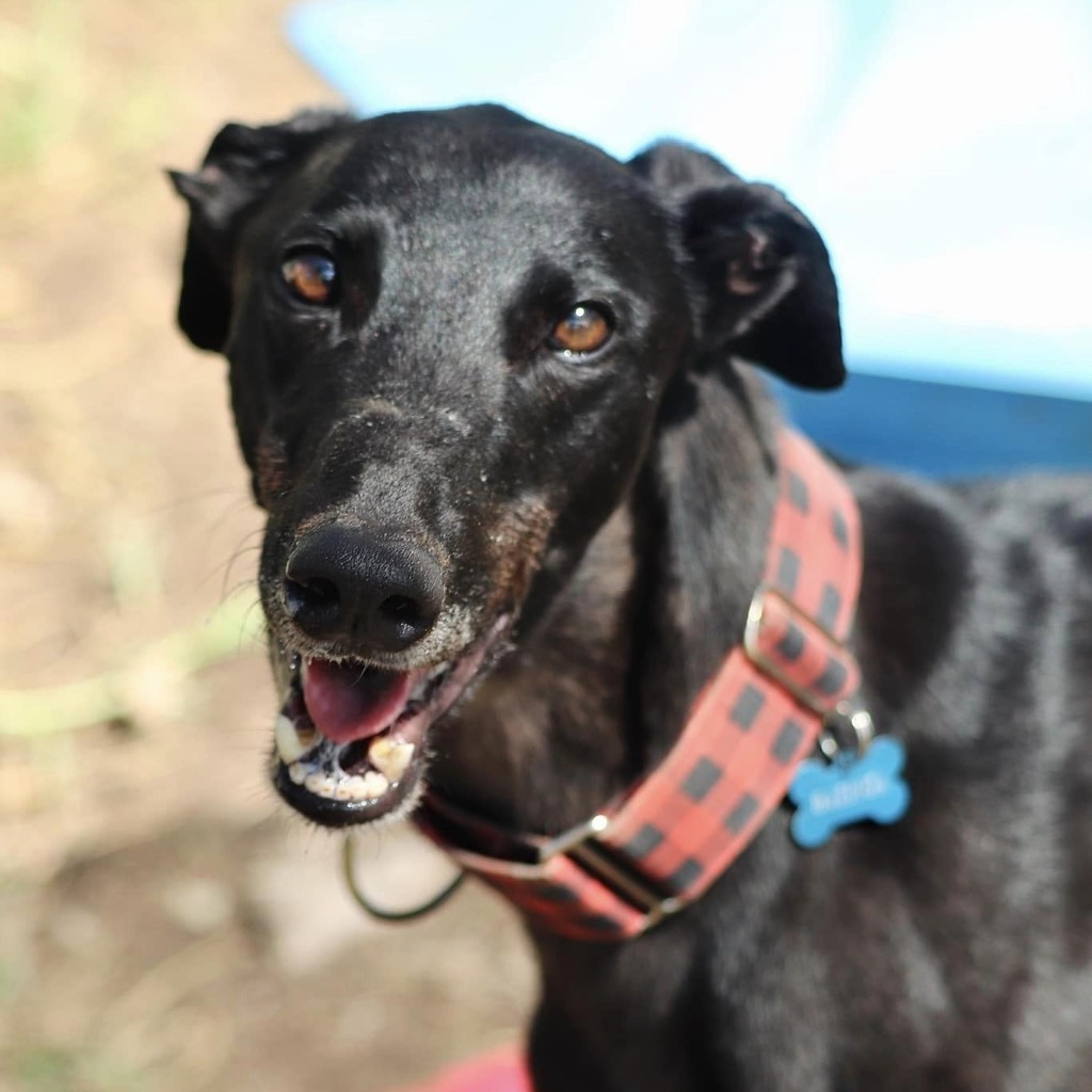 Bazinga - Large Male Greyhound Mix Dog in NSW - PetRescue