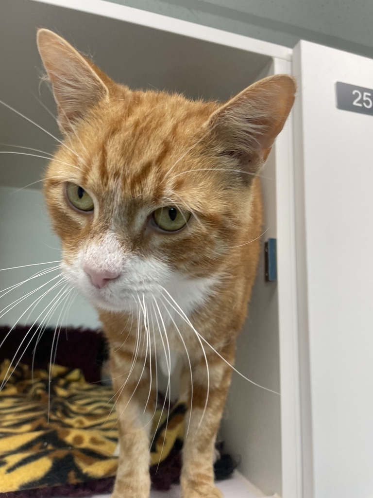 Sunny - Male Domestic Short Hair Cat in VIC - PetRescue