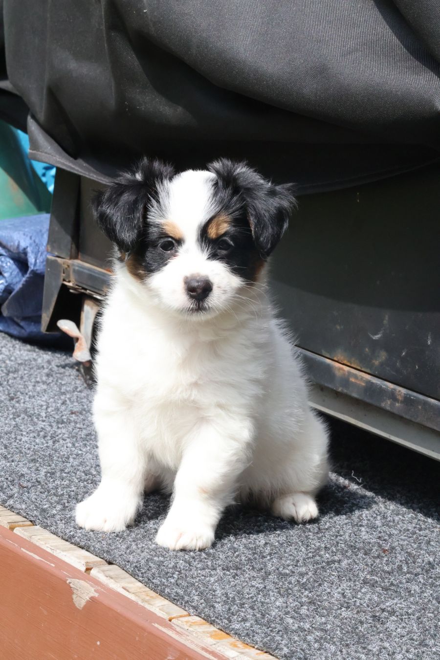 Flipper - Small Male Mixed Breed Dog in NSW - PetRescue
