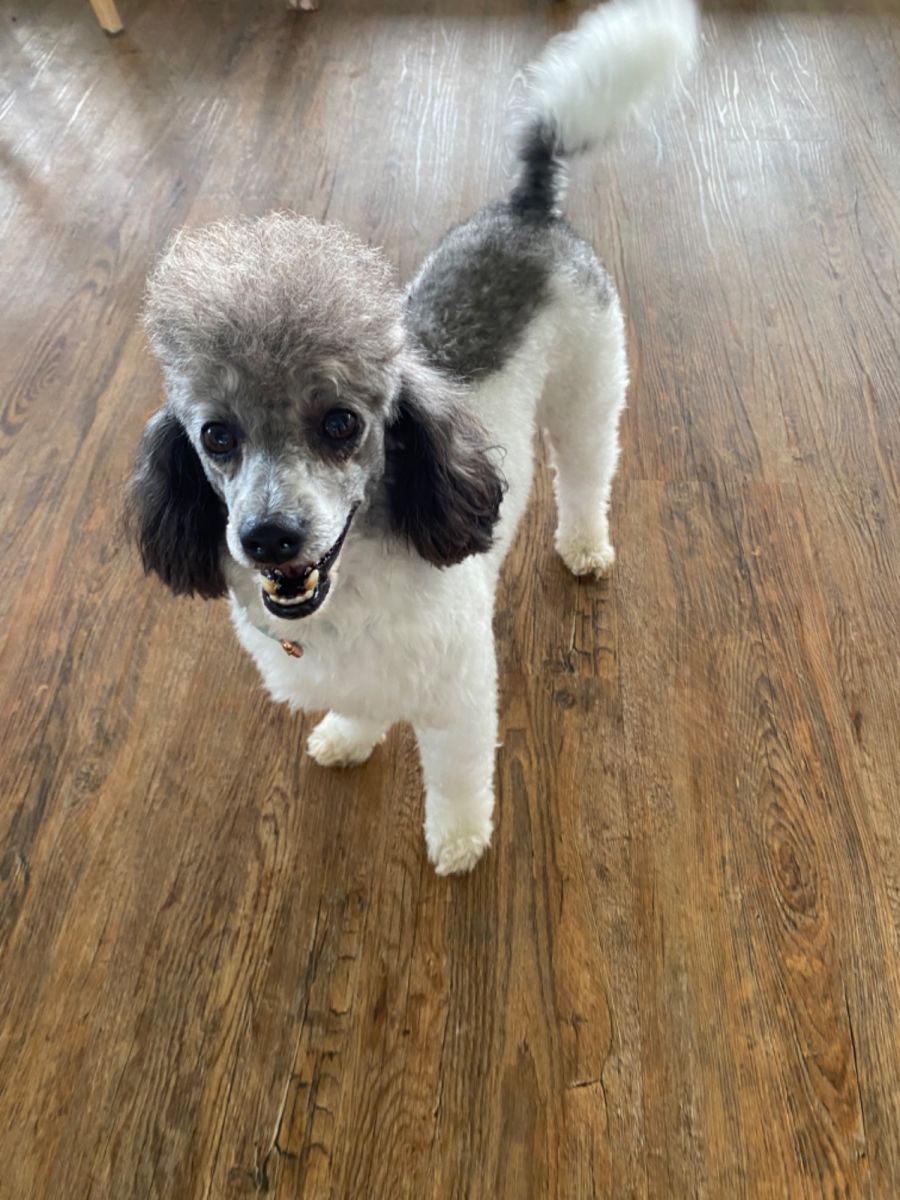Frankie - Small Male Poodle Dog in NSW - PetRescue