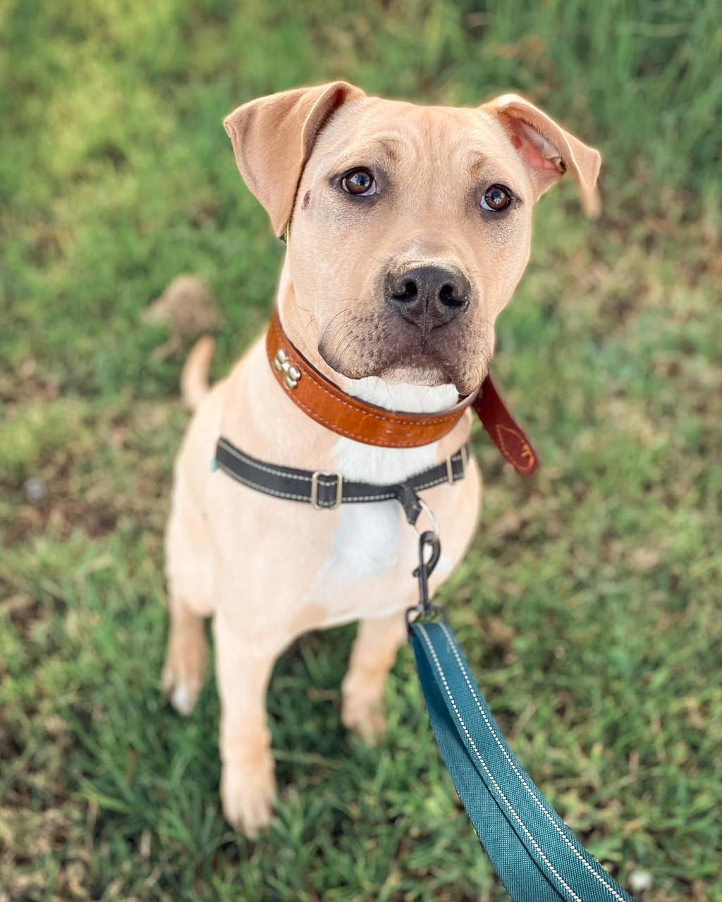 Humphrey D. Dog - Large Male Labrador x Staffy Mix Dog in VIC - PetRescue