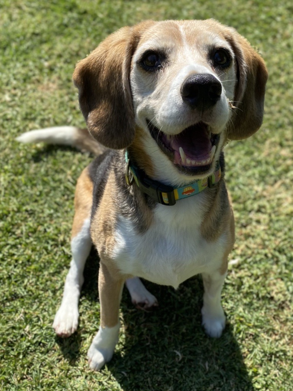 Captain - Medium Male Beagle Dog in VIC - PetRescue