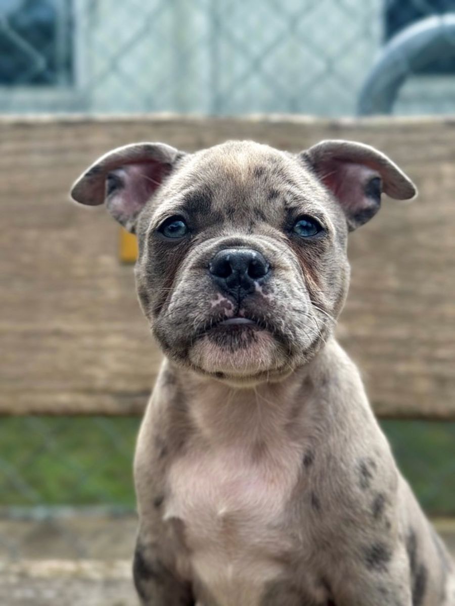 Spud - Medium Male French Bulldog Mix Dog in NSW - PetRescue