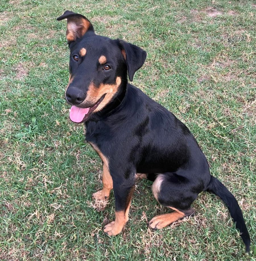 Sparks - Medium Male Labrador x Rottweiler Dog in VIC - PetRescue