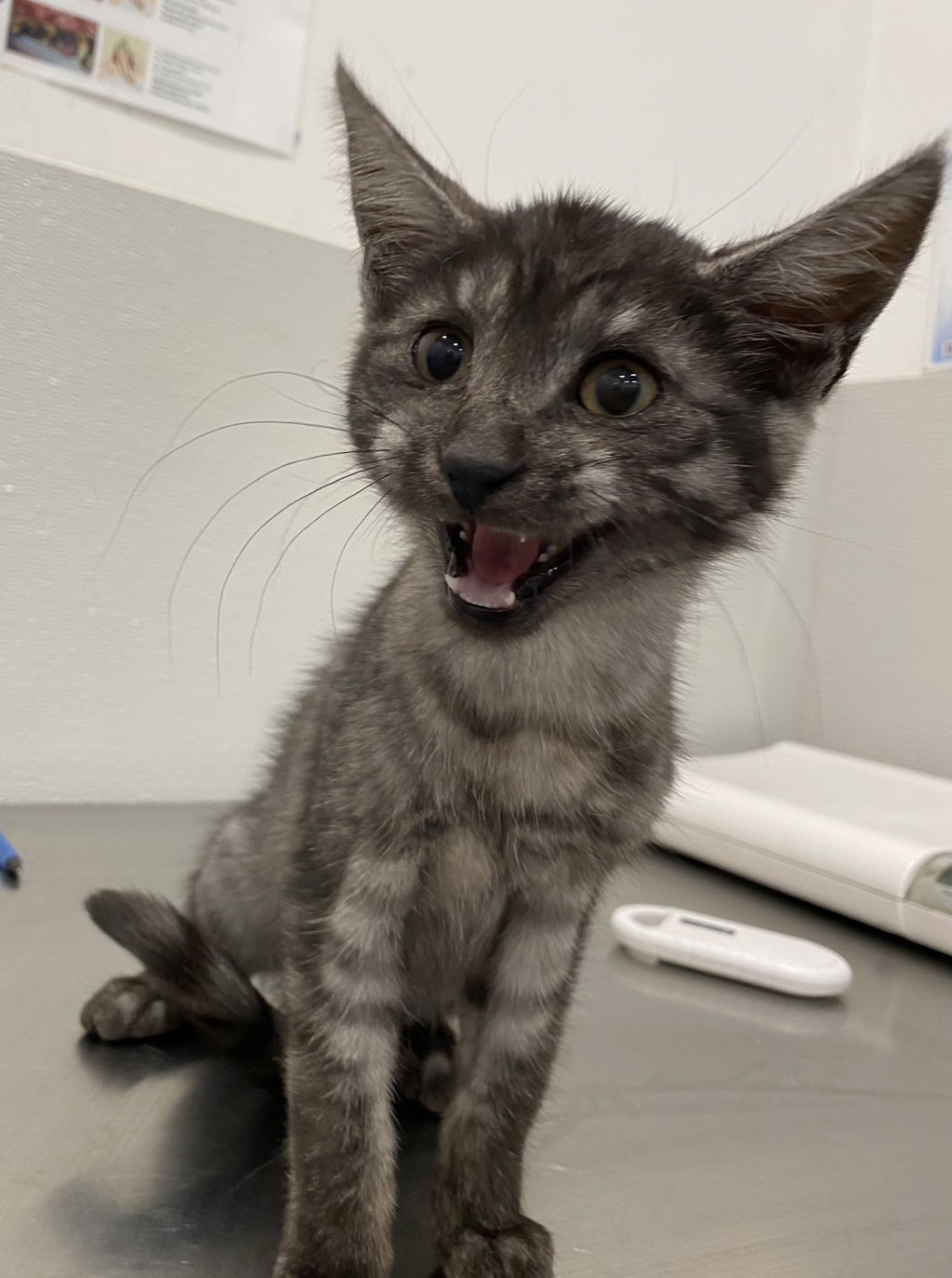 Alanis - Female Domestic Short Hair Mix Cat in VIC - PetRescue