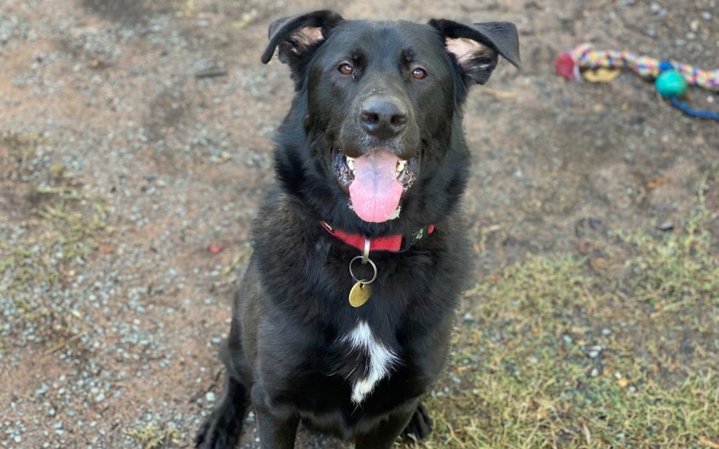 Moose - Large Male Border Collie x German Shepherd Mix Dog in VIC ...