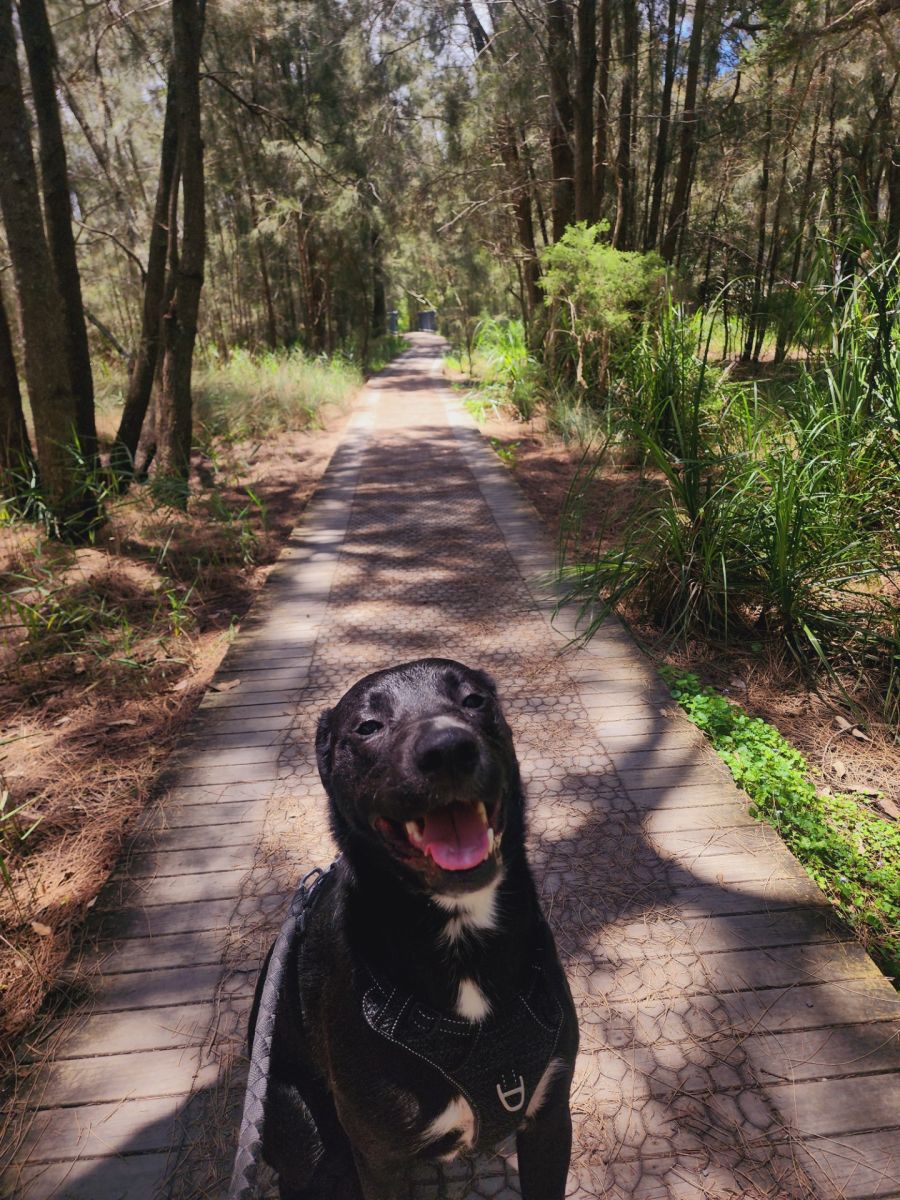 Completely Rescued - PetRescue