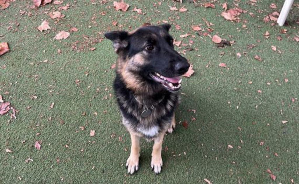 Cadbury - Large Female German Shepherd Mix Dog in VIC - PetRescue