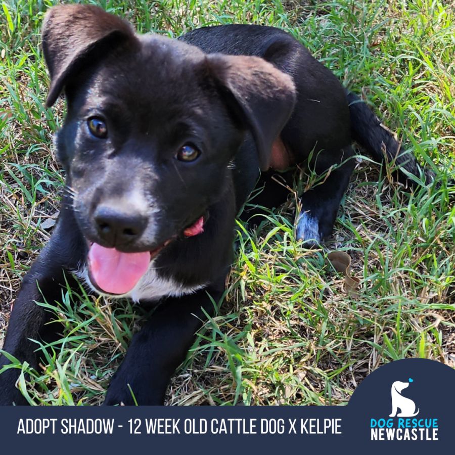 Shadow - 12 Week Old Cattle Dog X Kelpie (Trial) - Medium Female Cattle ...