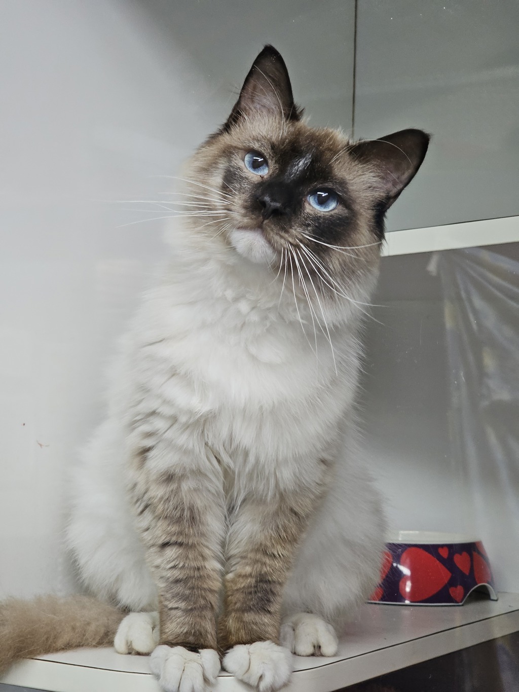 Preston - Male Birman Mix Cat in NSW - PetRescue