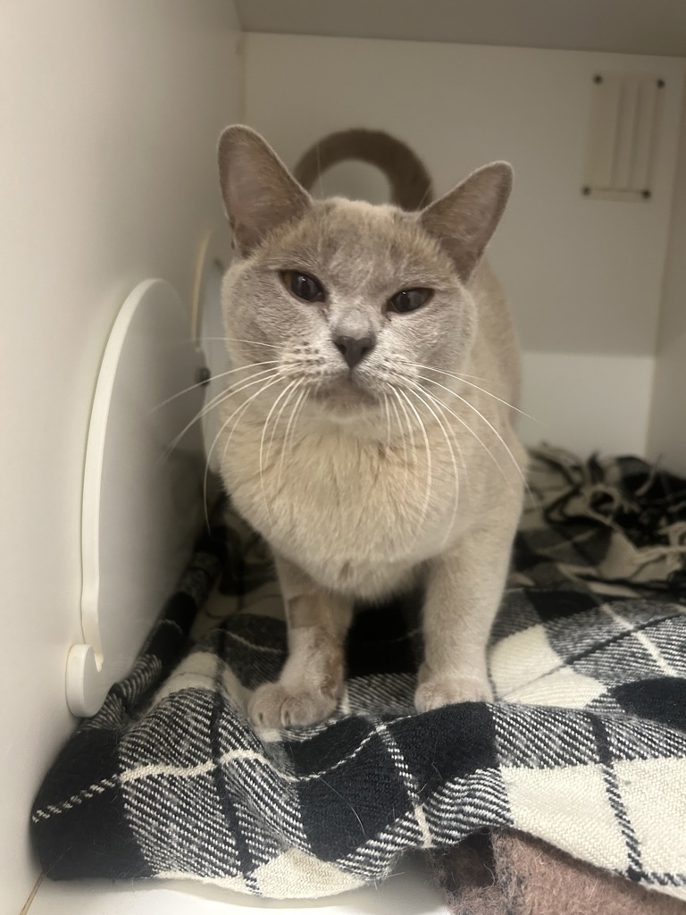 Hannah Conda - Female Burmese Mix Cat in WA - PetRescue