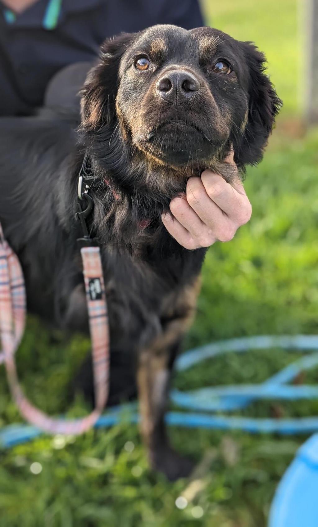 Jw01 Will - Medium Male Medium Crossbreed Mix Dog in WA - PetRescue