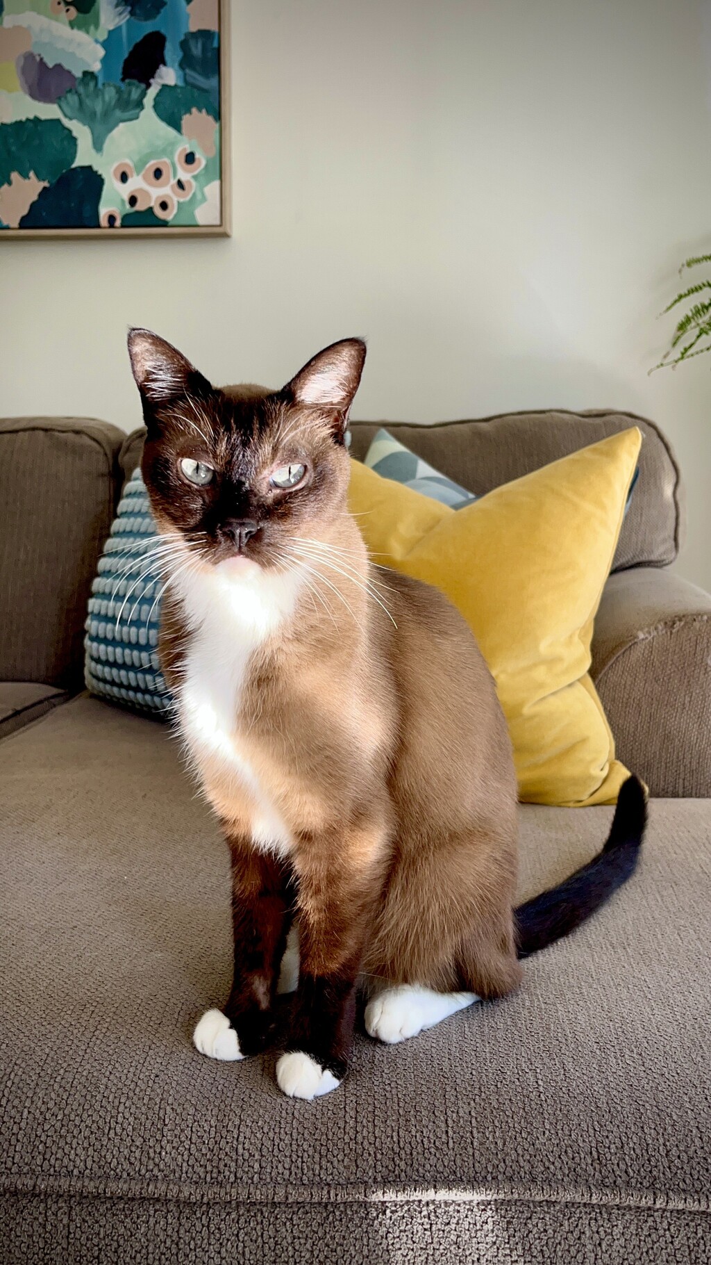 Yoshi - Male Burmese Mix Cat in QLD - PetRescue
