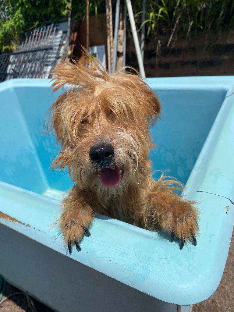 Johnny - Small Male Terrier Dog in NT - PetRescue