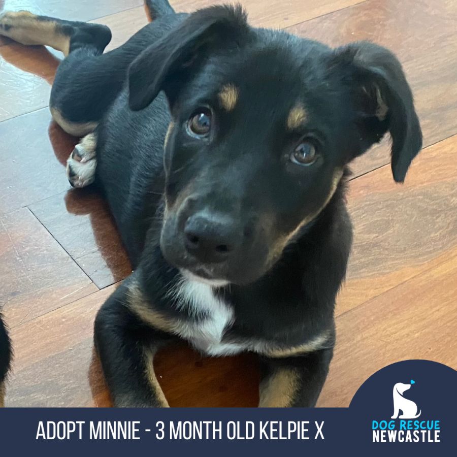 Minnie - 3 Month Old Kelpie X German Shepherd (Tri - Medium Female ...