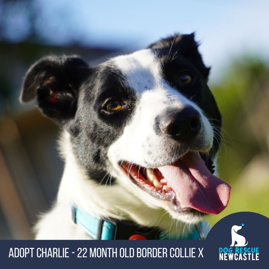 Charlie - 22 Month Old Border Collie X (Trial) - Medium Male Border Collie Mix Dog in NSW ...