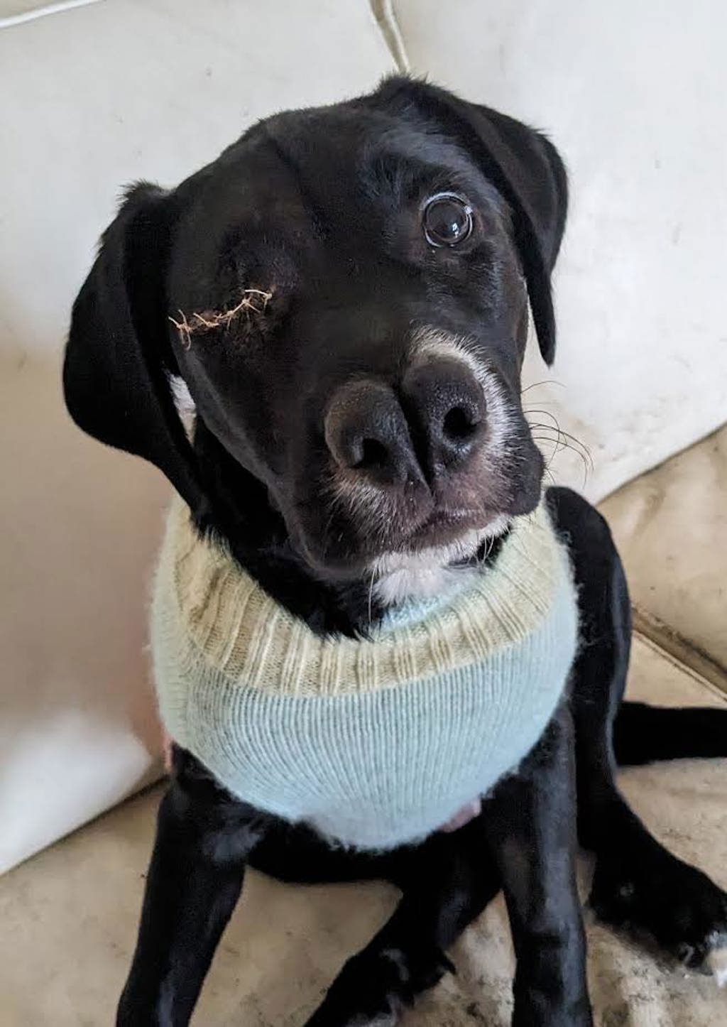 Tilly (was Venus) - Medium Female Border Collie x Spaniel Mix Dog in ...