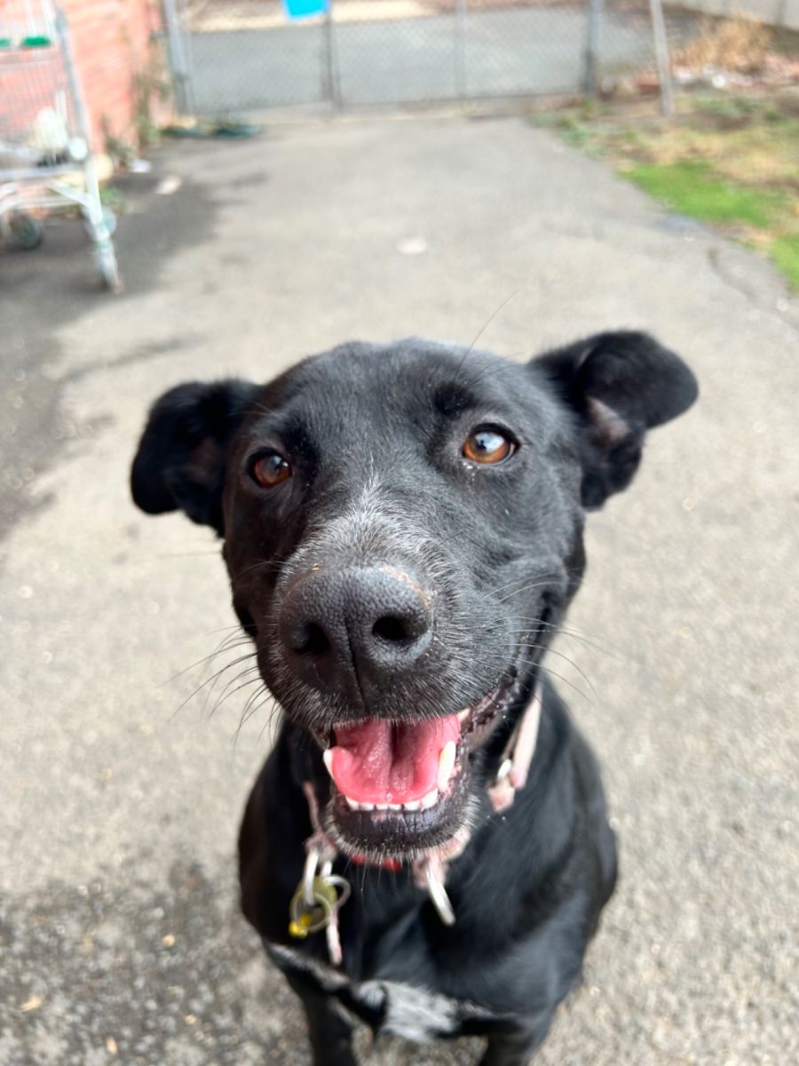 Tootsie - Medium Female Labrador x Blue Heeler Dog in VIC - PetRescue