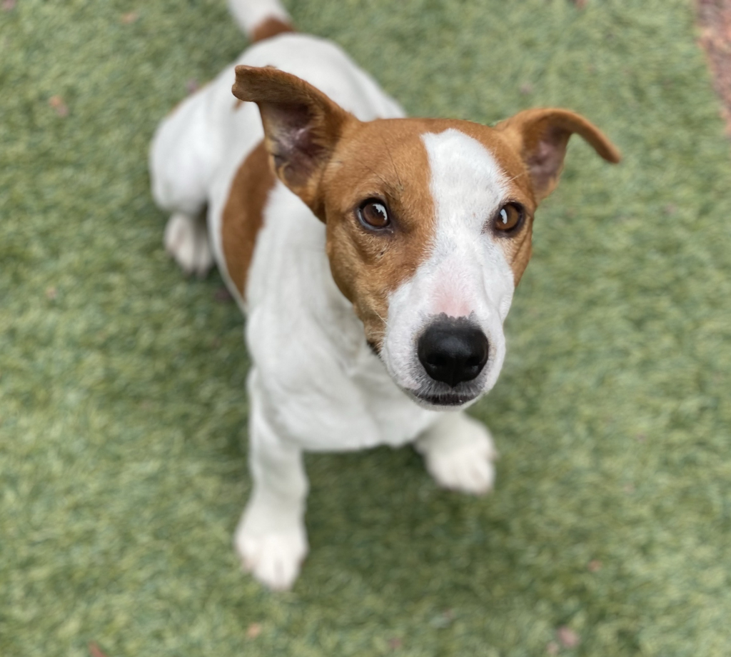 Angus - Small Male Jack Russell Terrier Dog in VIC - PetRescue