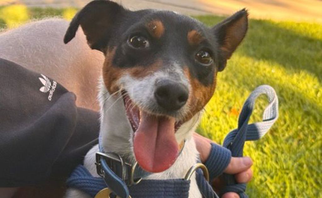 Rachel - Small Female Jack Russell Terrier Mix Dog in VIC - PetRescue