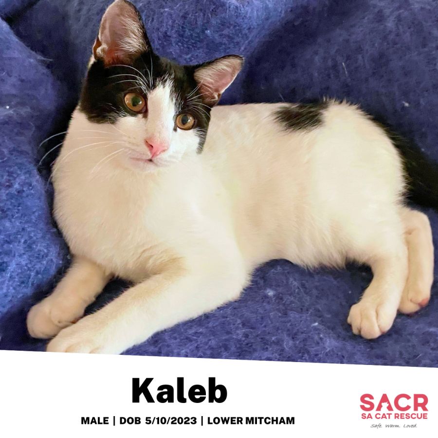 Kaleb - Male Domestic Short Hair Cat in SA - PetRescue