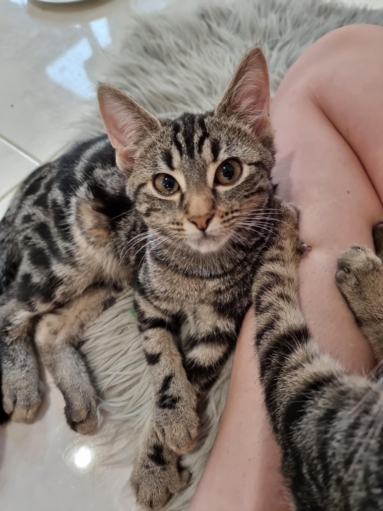 Hawk *Fostered In Perth - Female Domestic Short Hair Cat in WA - PetRescue