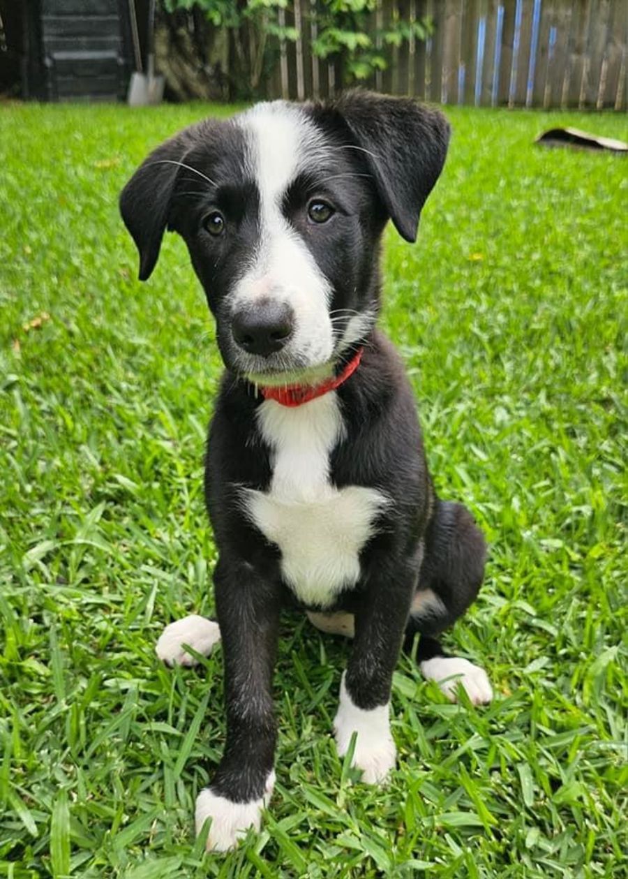 Audrey - Medium Female Border Collie Dog in QLD - PetRescue