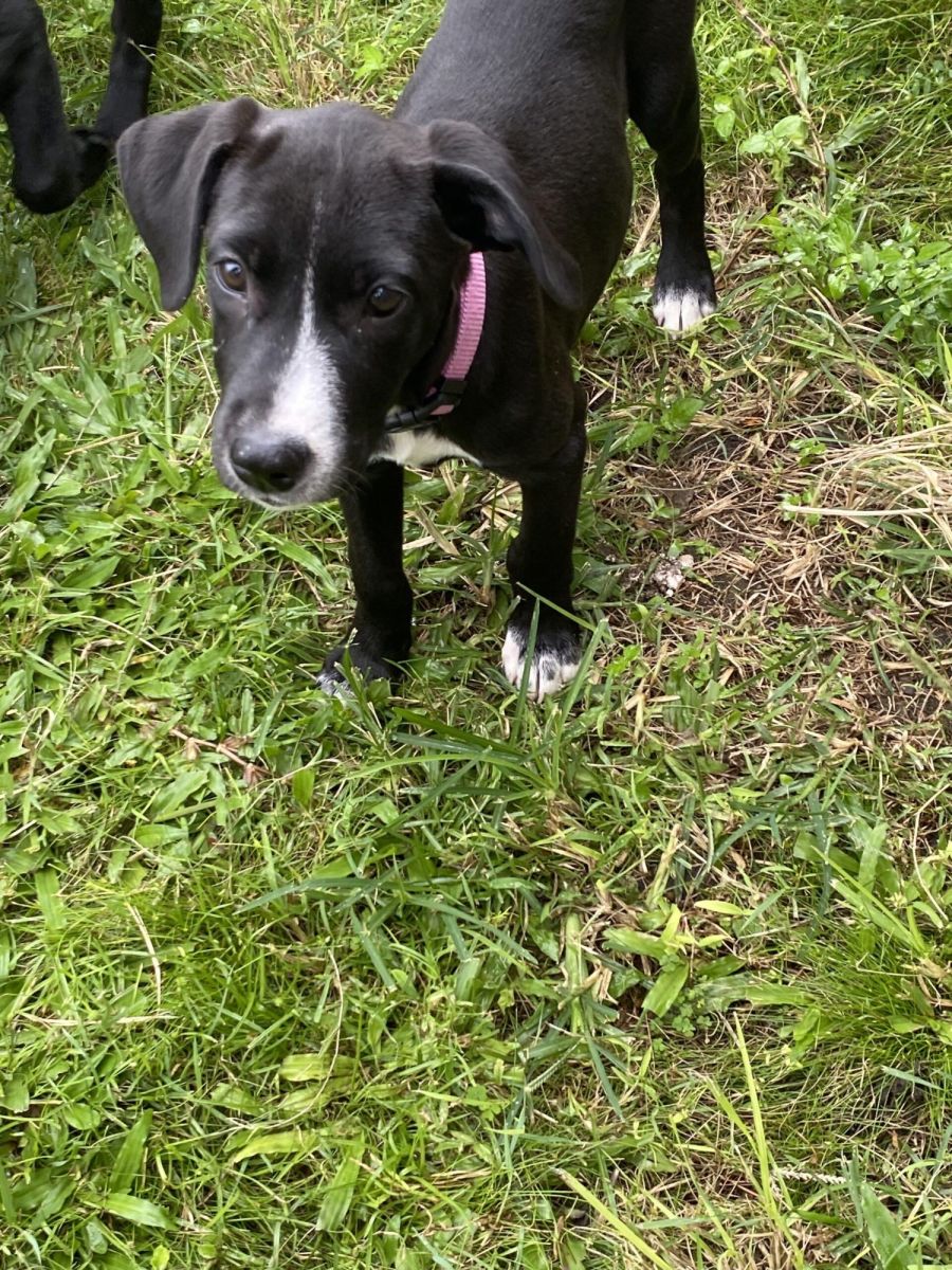 Bridget - Medium Female Border Collie Mix Dog in QLD - PetRescue