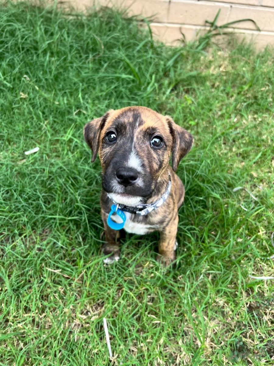 Diva - Medium Female Staffy Mix Dog in QLD - PetRescue