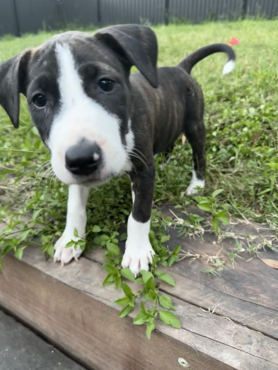 Harmony - Medium Female Staffy Mix Dog in QLD - PetRescue
