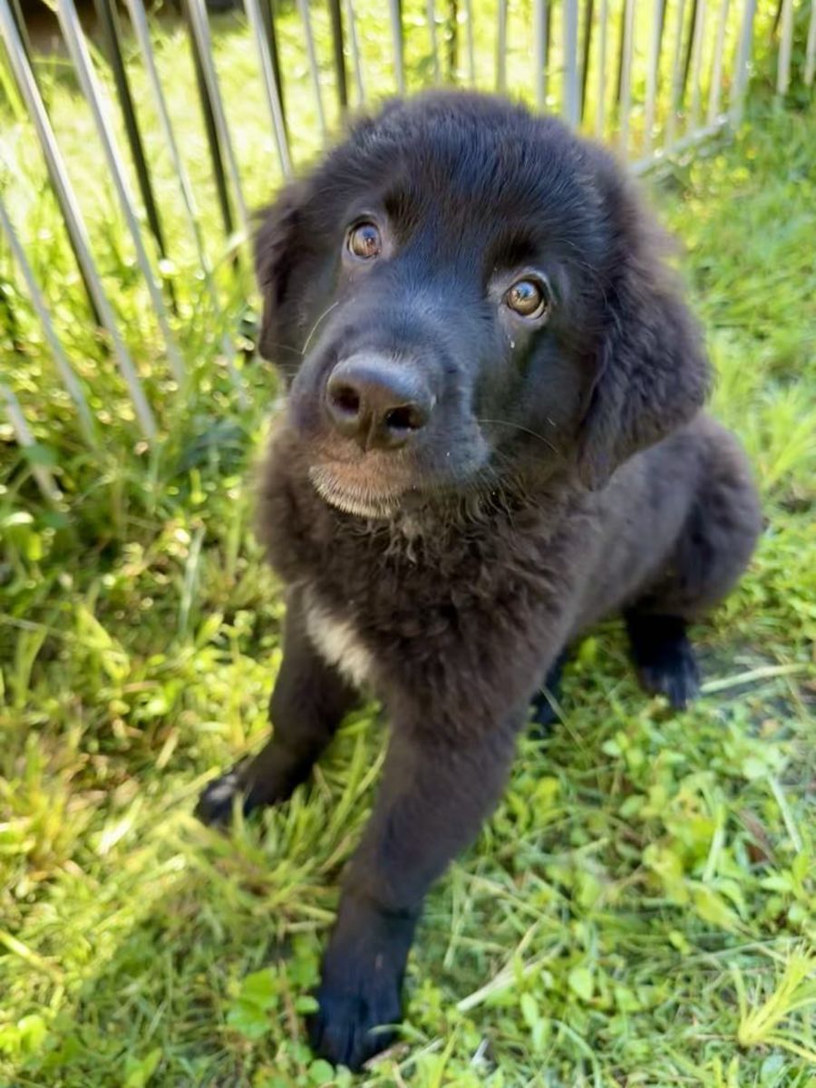 Hendrix - Large Male Maremma Sheepdog x Border Collie Mix Dog in QLD ...